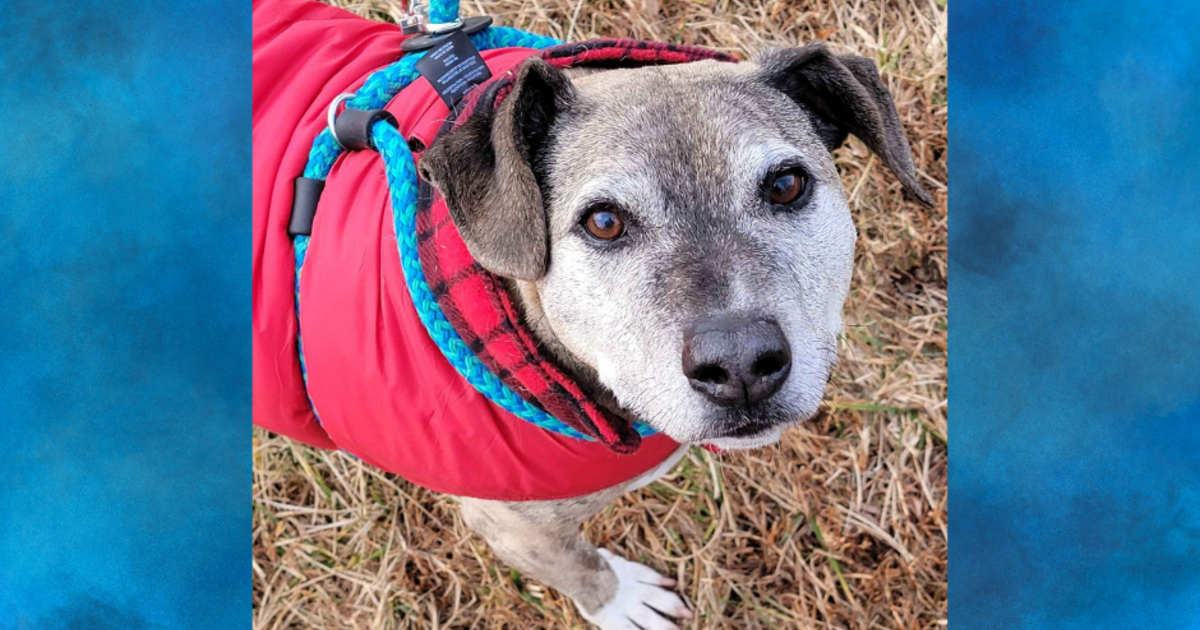 Dogs Deserve Better Blue Ridge - Spanky's Birthday