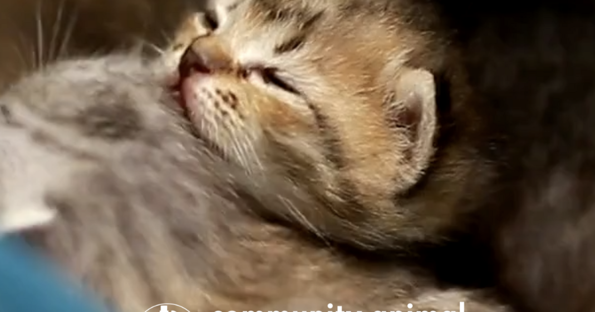 Community Animal Medicine Project, Inc. - 2025 Kitten Season S/N Campaign