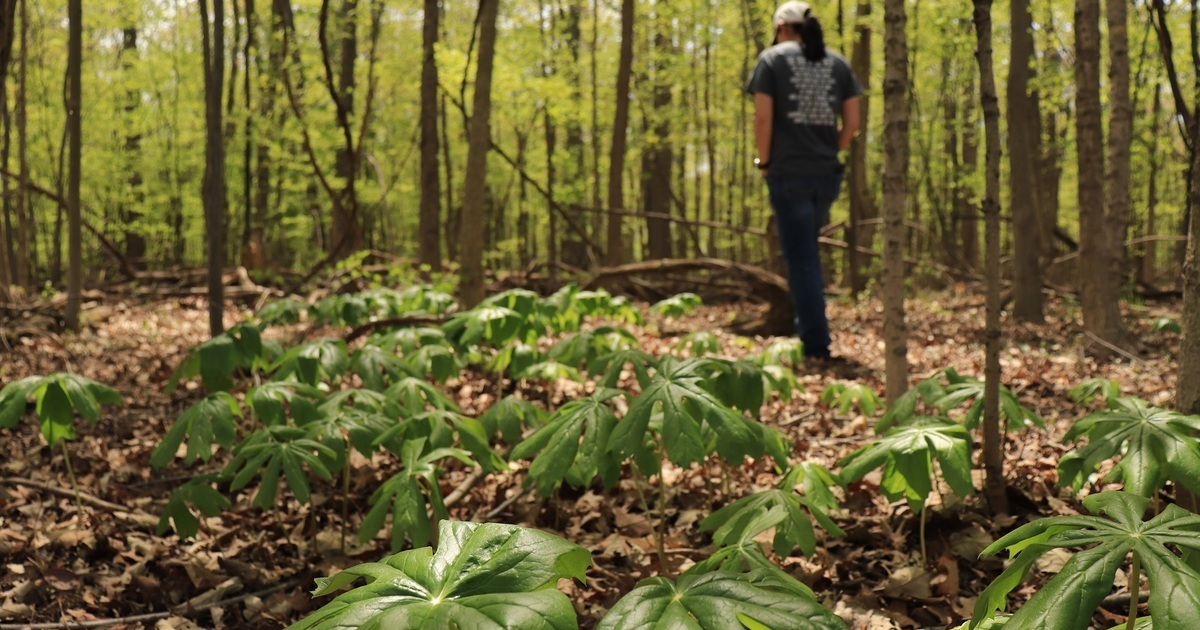 Chikaming Open Lands - Founders Preserve Campaign
