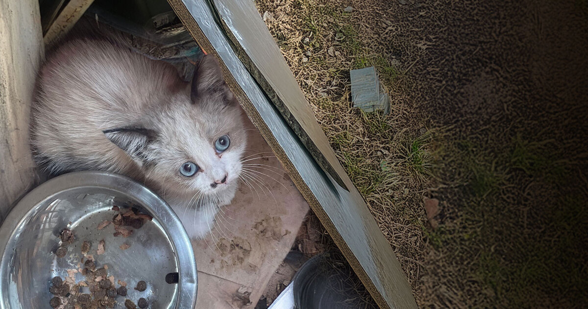 Kitten Rescue - The Cat Days of Summer 2025