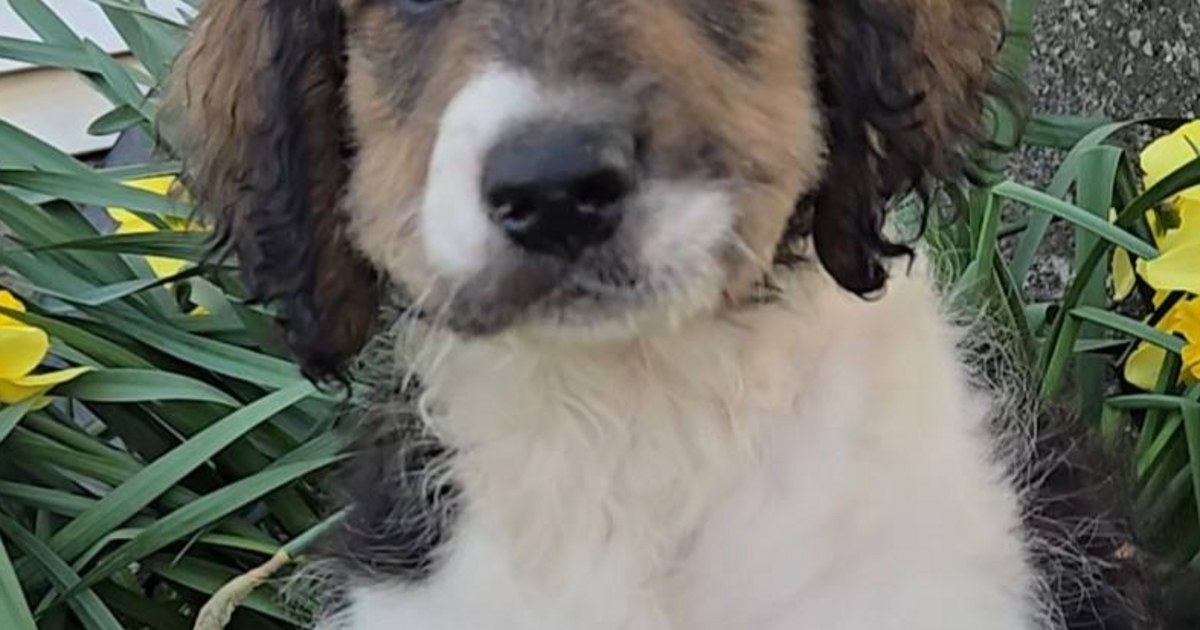 Rocdog Inc - Sponsor Bernie, a new "PAWS for Hearts" Dog