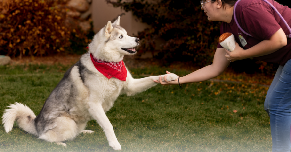 High Sierra Animal Rescue - Giving Tuesday 2025