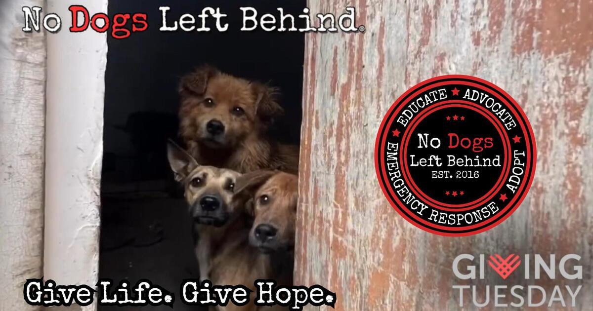 No Dogs Left Behind Inc - Give Life, Give Hope This Giving Season