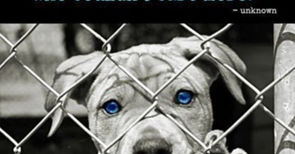 WOUNDED PAW PROJECT - "Saving a Paw, to Save a Life"