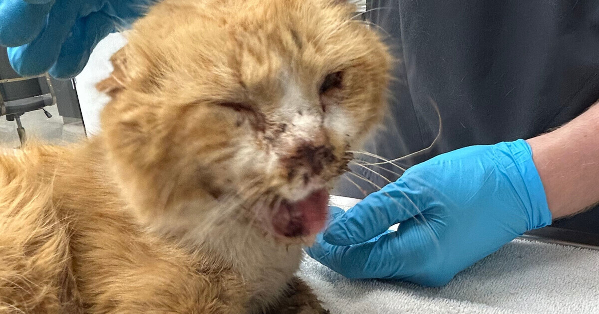 SpayMart, Inc. - Help for Red's Terrible Injuries