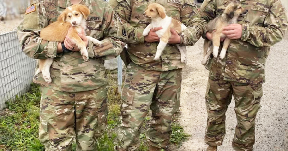 PAWS OF WAR INC - Donate to Paws of War