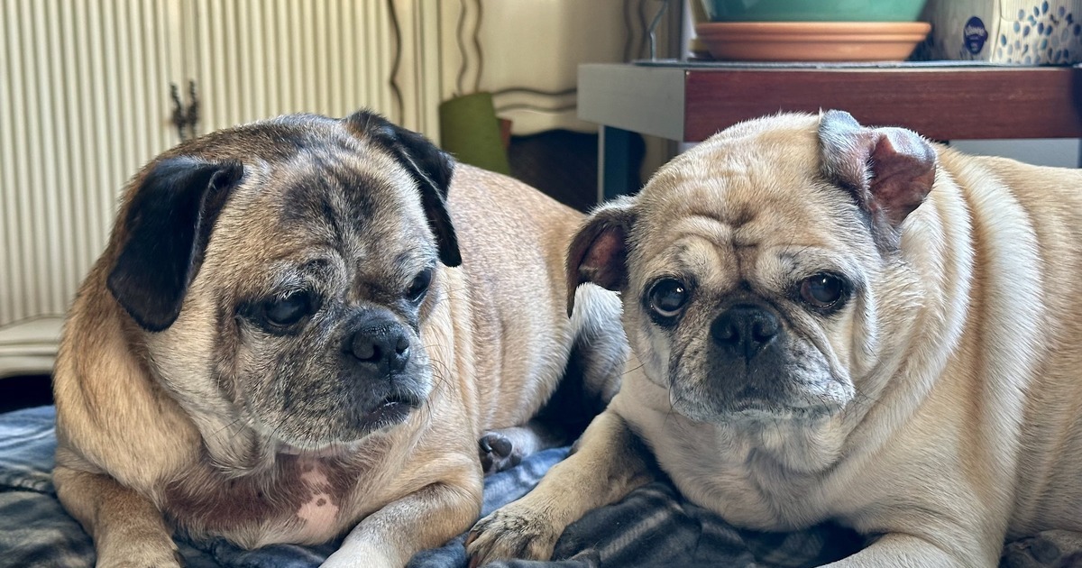 Pacific Pug Rescue - Adoptions