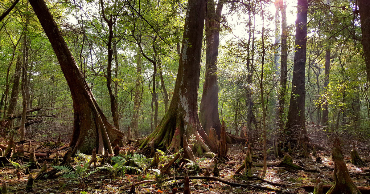 Woodlands Conservancy - Help preserve forested wetlands in Southeast ...