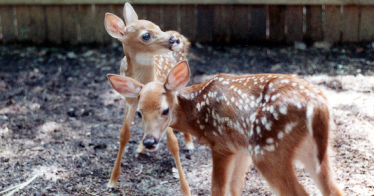 ORPHANED WILDLIFE RESCUE CENTER INC - Orphaned Wildlife Rescue Center