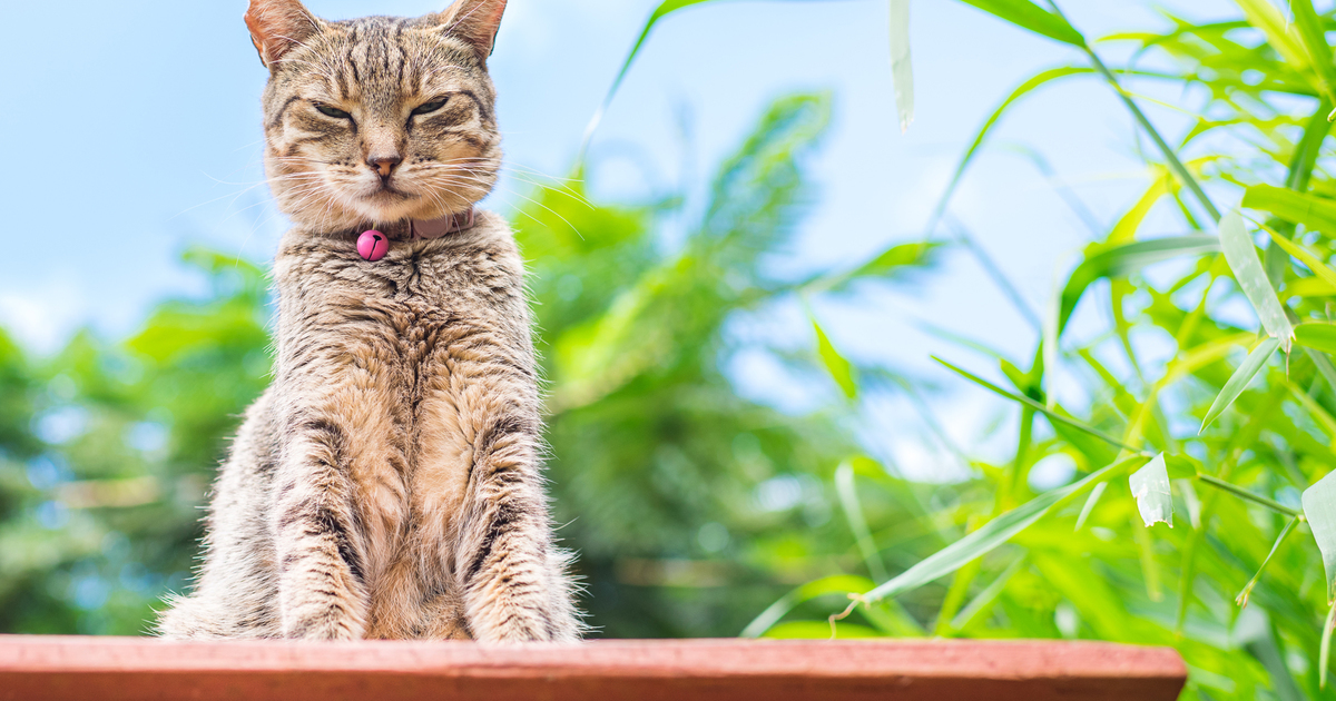 LANAI CAT SANCTUARY - Main
