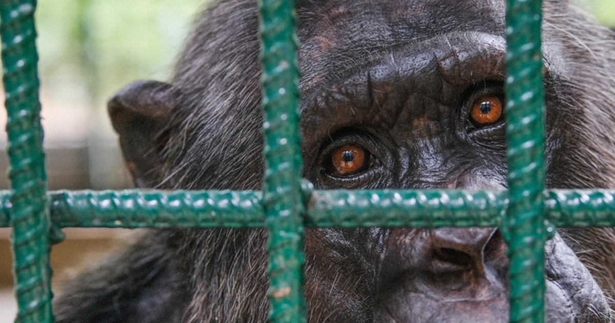 Ape Action Africa Inc - New Chimp Home