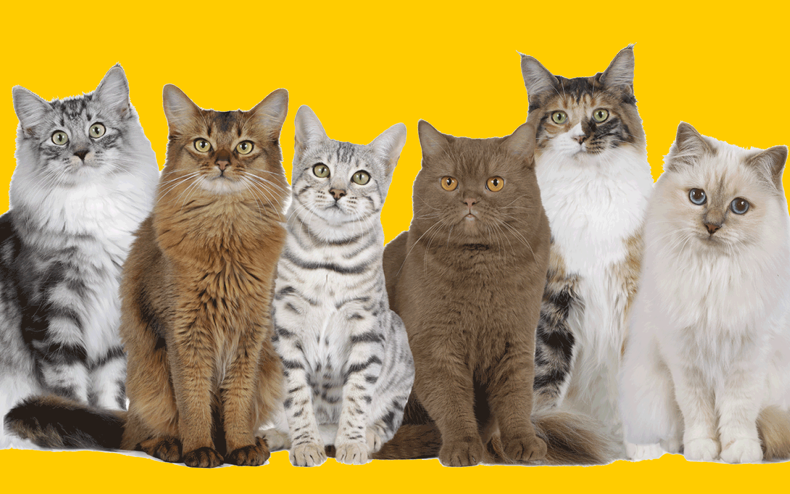 Nine Lives Foundation 2018 Year End Nine Lives Foundation 2018 Year End
