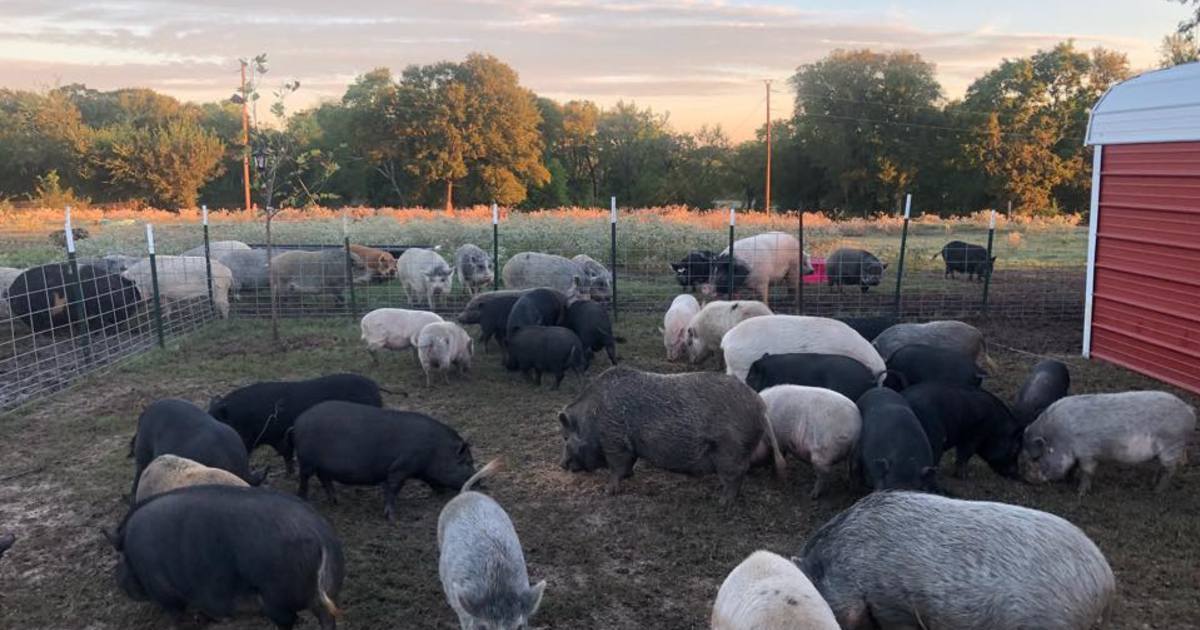 My Pig Filled Life - Mini Pig Rescue