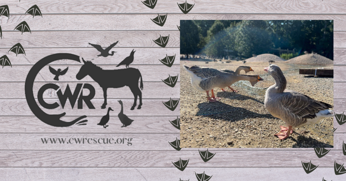 Carolina Waterfowl Rescue - Romeo and Juliet Goose Sponsorship