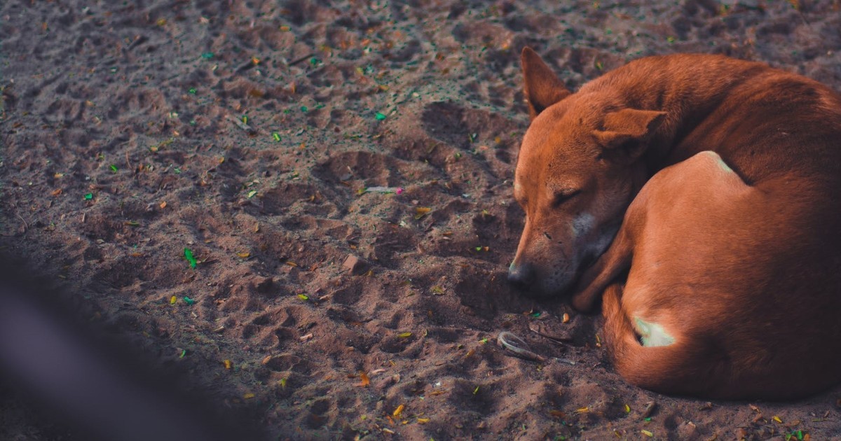 Straydog Inc - 2019 Annual Campaign