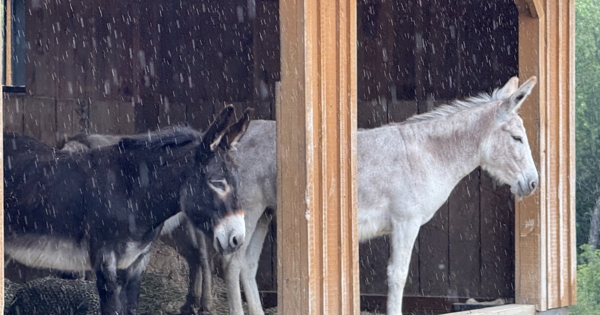 Tomten Farm and Sanctuary of New Hampshire - Every Day Giving