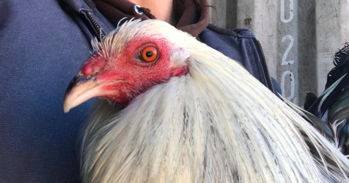 ROOSTER SANCTUARY AT DANZIGS ROOST - Buy a Ticket Home