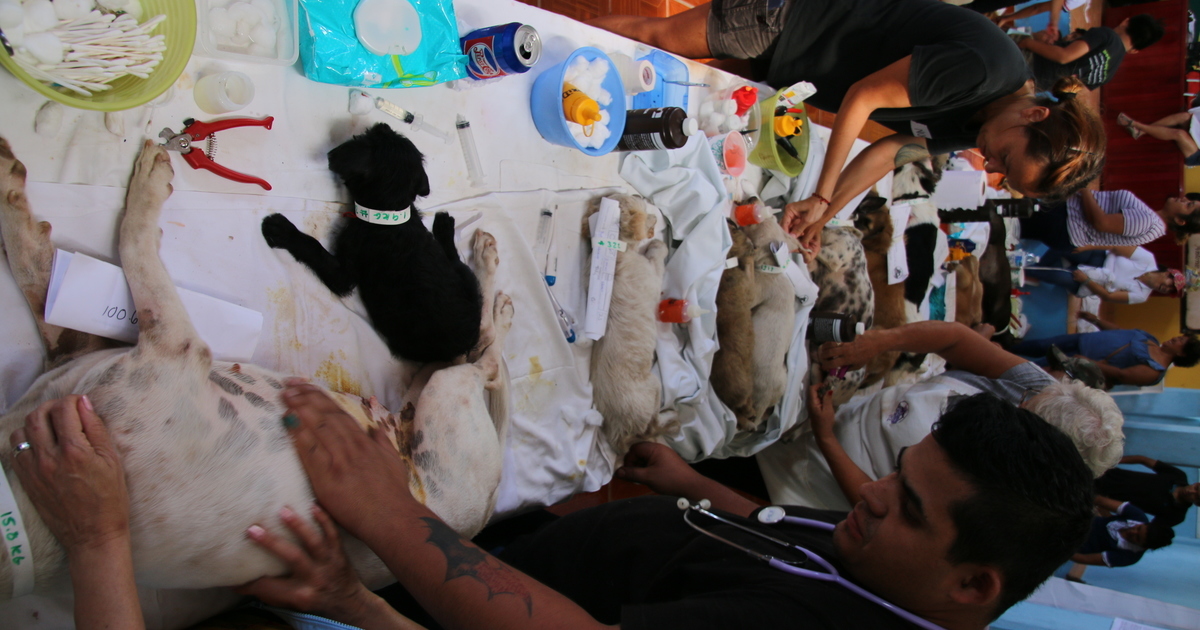 PLANNED PETHOOD INTERNATIONAL - Everyday Giving Campaign