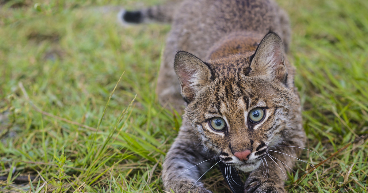 The Busch Wildlife Sanctuary Inc - Program Support