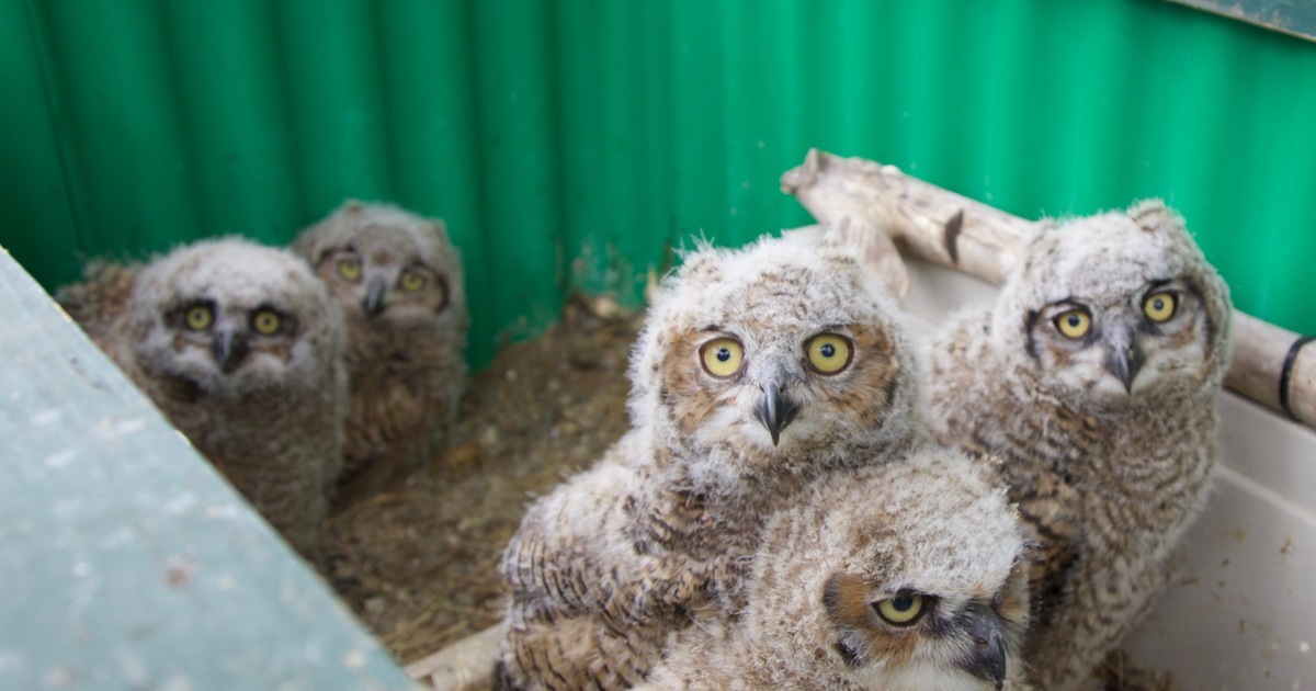 OJAI RAPTOR CENTER - Nesting Season 20K!