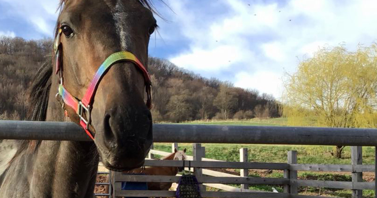 Rosemary Farm Sanctuary Inc. - Aidan's Gelding Procedure