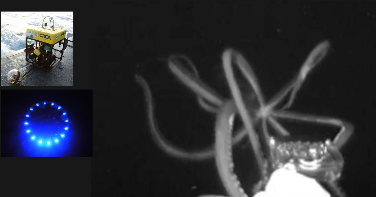 Ocean Research & Conservation Association - Medusa deep sea camera