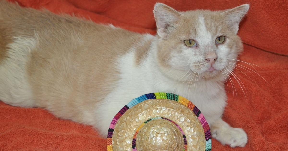 Caring Fields Felines, Inc. - Frank The CFF Cat