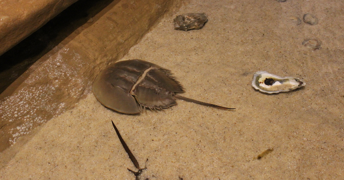Delmarva Discovery Center & Museum Inc - Capital Campaign