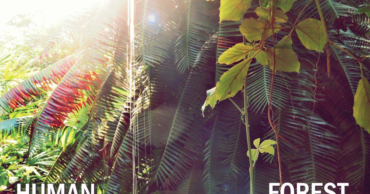 RAINFOREST FOUNDATION INC - Lauren Henefy's Human Forest campaign