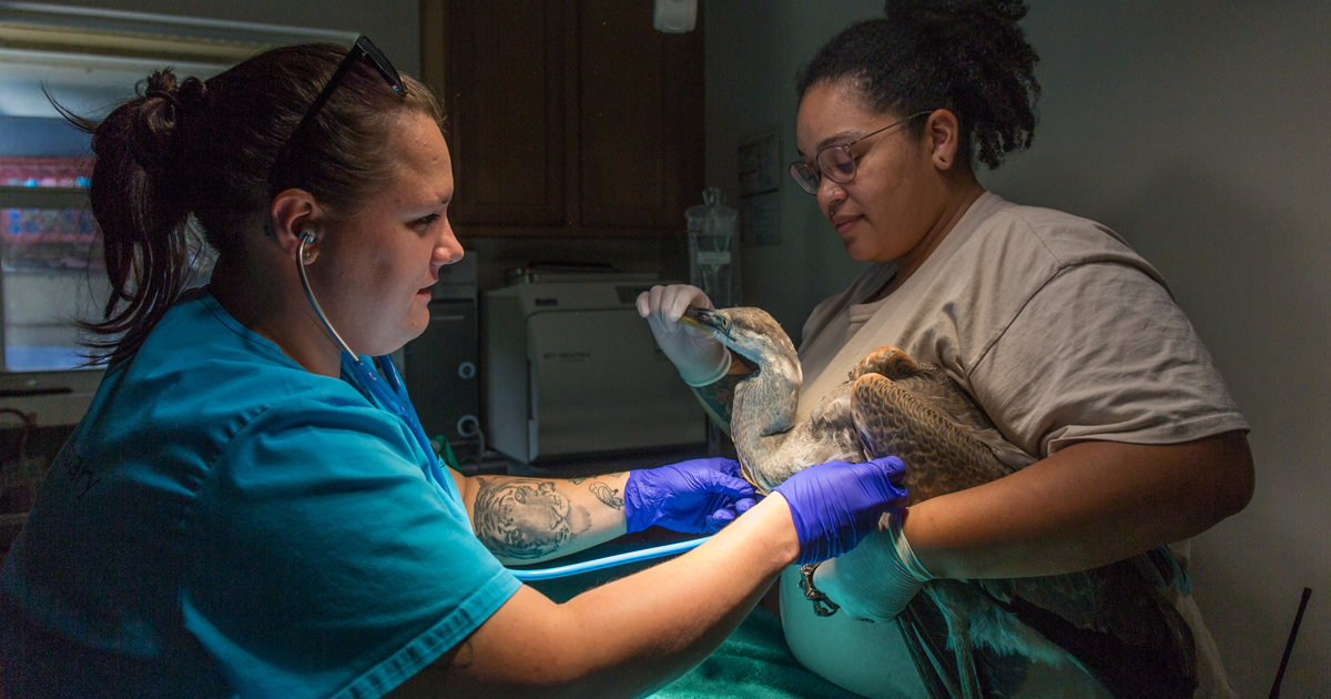 The Busch Wildlife Sanctuary Inc - Save a Wild Life with $20 in 2020