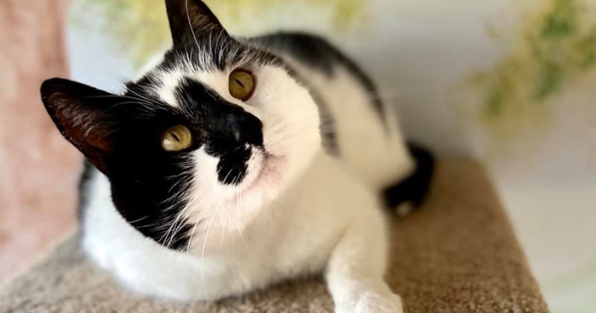 Protectors of Animals Inc. - When this is over, they will need us more ...