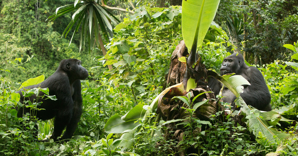 Wild Earth Allies - Ape Trees