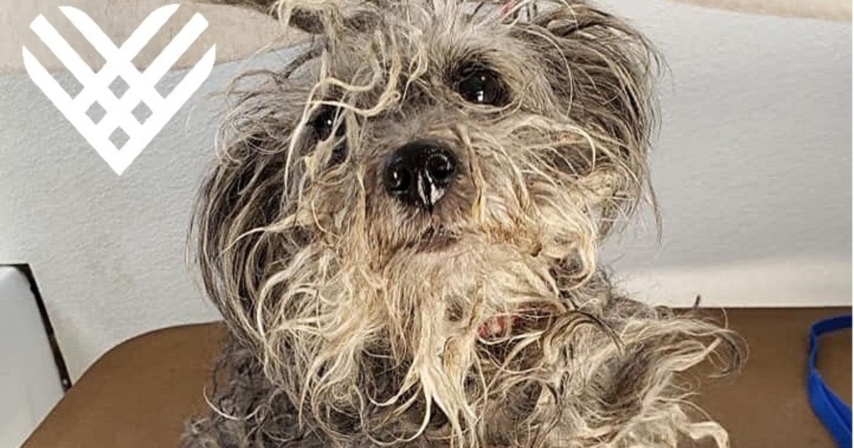 Street Dogz - #GivingTuesdayNow 4/2020