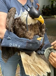 Aark Wildlife Rehabilitation and Education Center - A Tale of Two Eagles