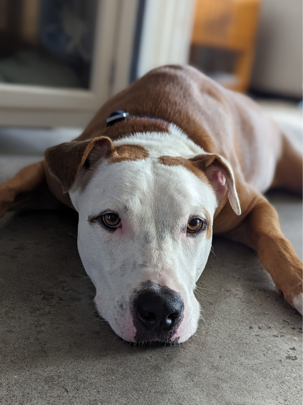 BADASS ANIMAL RESCUE INC - Badass Giving Tuesday 2023