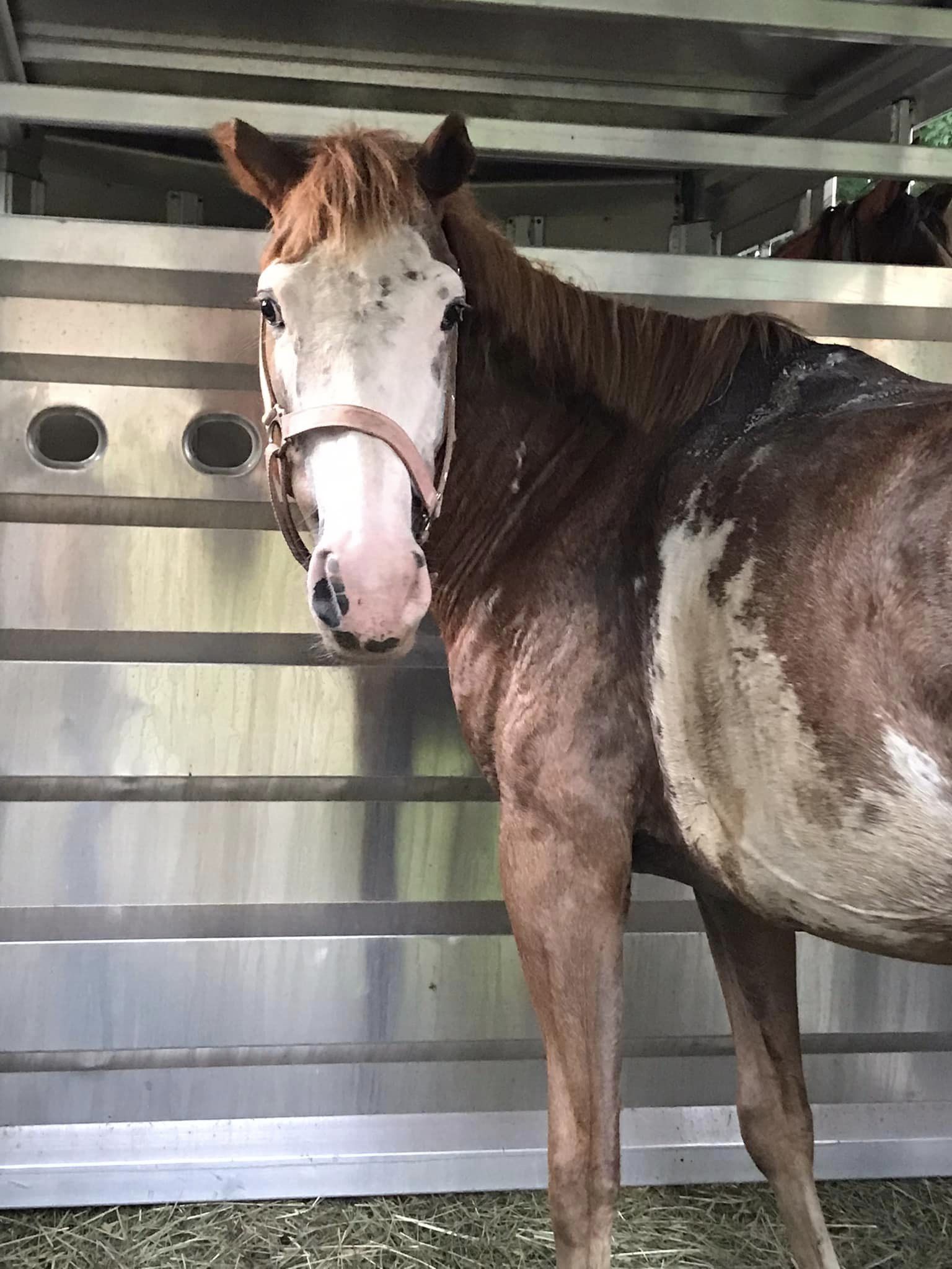 Rosemary Farm Sanctuary Inc. - Emergency Intake - Mares & Babies in ...