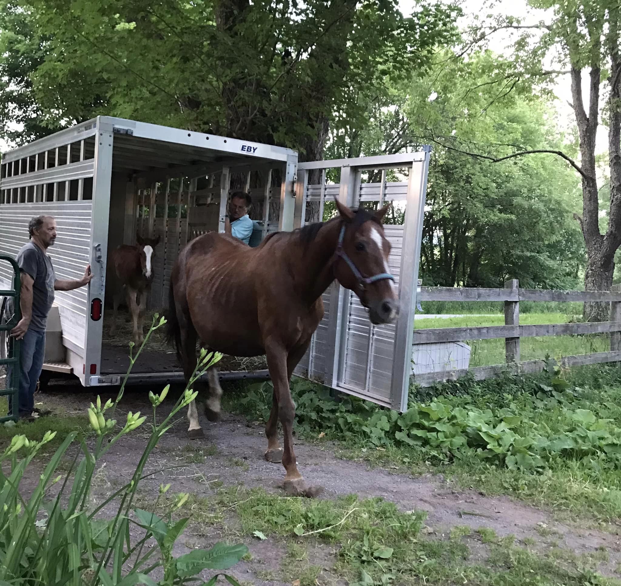 Rosemary Farm Sanctuary Inc. - Emergency Intake - Mares & Babies in ...
