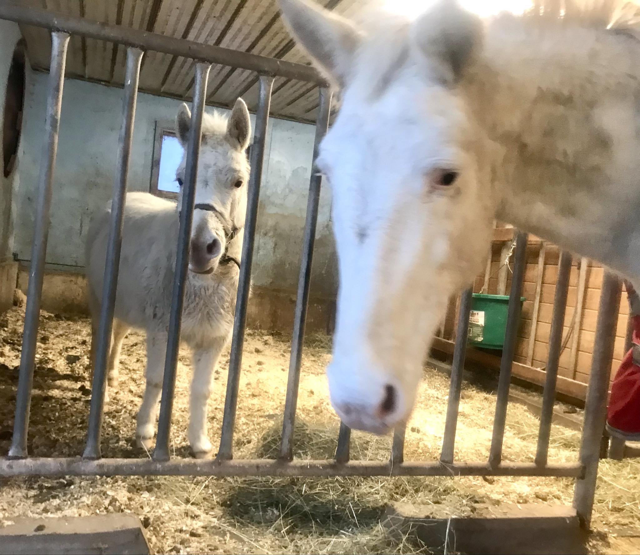 Rosemary Farm Sanctuary Inc. - A Holiday Miracle...for a Bunny?!?