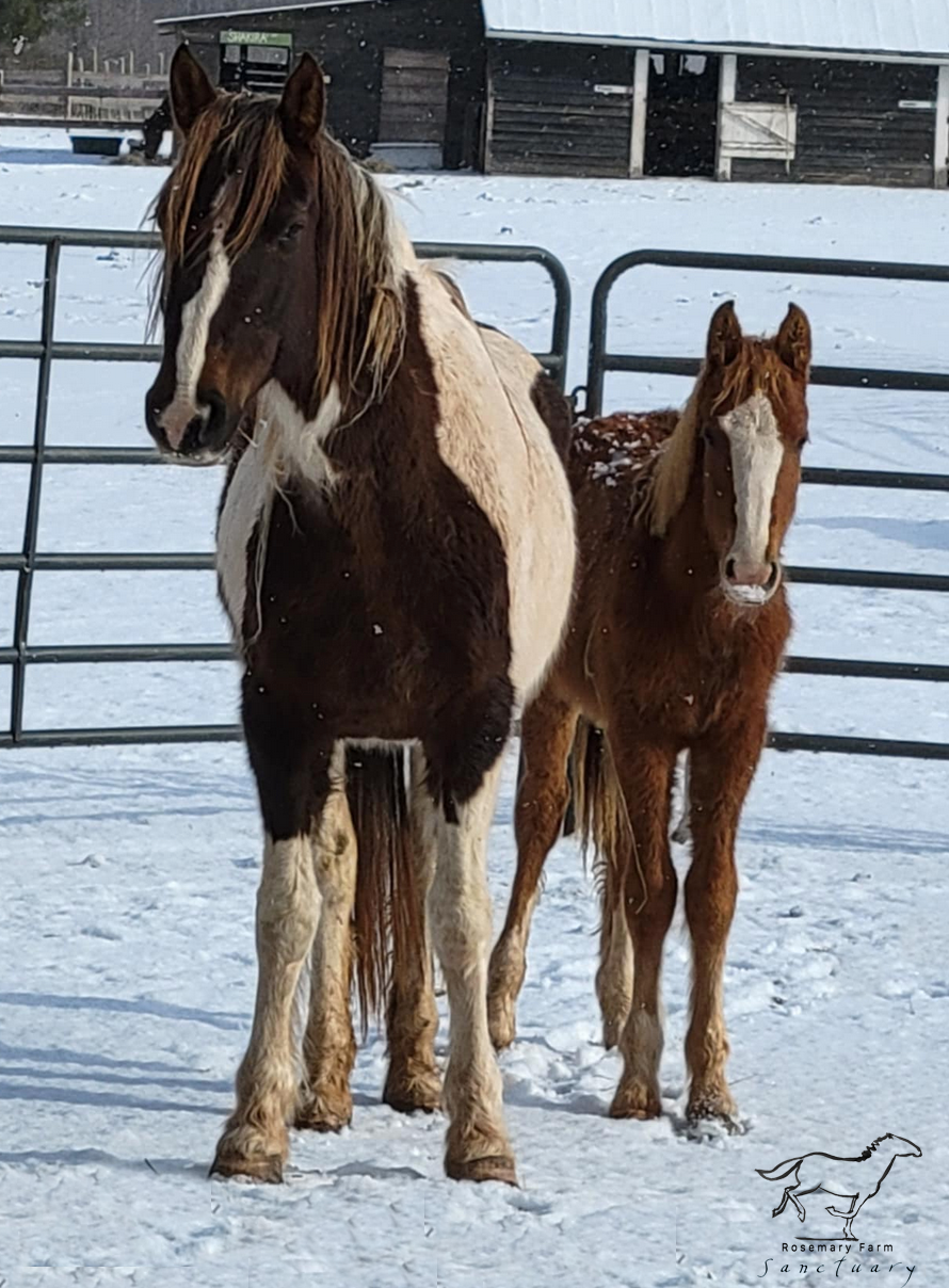 Rosemary Farm Sanctuary Inc. - The "Bucking Mare" & Her Sweet Colt Have ...
