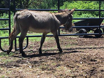 Rosemary Farm Sanctuary Inc. - Multiple Minis in Need