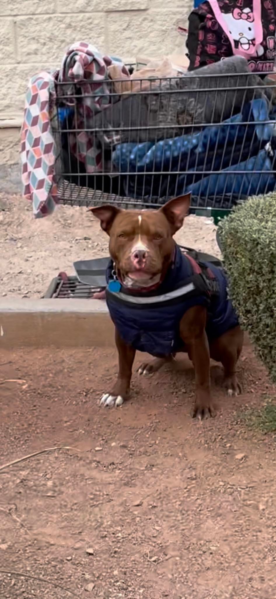 Street Dogz - Off The Streetz Christmas 2021