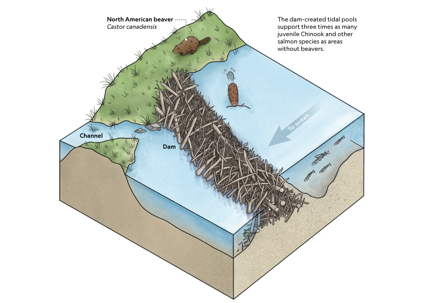 Orca Conservancy - BEAVER DAM ANALOG PROJECT